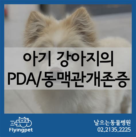 강아지의 선천적인 심장기형 동맥관개존증pda Patent Ductus Arteriosus 강아지심장기형 강아지심잡음