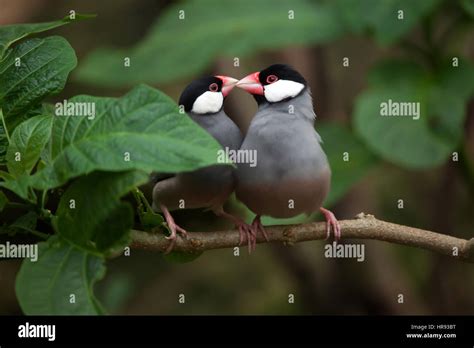java sparrow lonchura oryzivora also known as the java finch or java