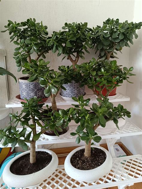 Номын Мөнгөний цэцэг хэмээн бидний нэрлэж заншсан энэхүү цэцгийг бид мөнгө дууддаг