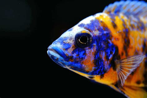 The 10 Best Food For African Cichlids Reviews And Guide 2023
