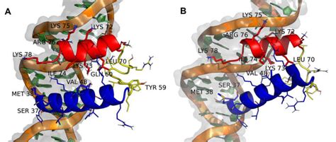 Representative Structures Of Wt P10 Dsdna From Complex 2 A And 4 B Download Scientific