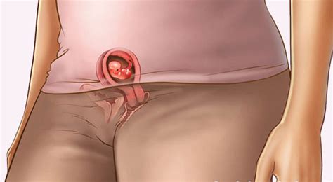 Semanas De Gesta O Almanaque Dos Pais