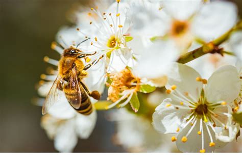 Comment Attirer Les Pollinisateurs Dans Votre Jardin Le Guide