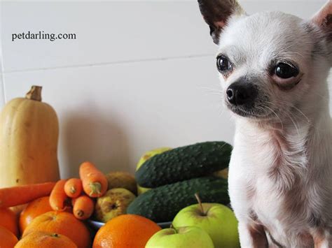 25 Frutas Y Verduras Que Pueden Comer Los Perros Petdarling Perros
