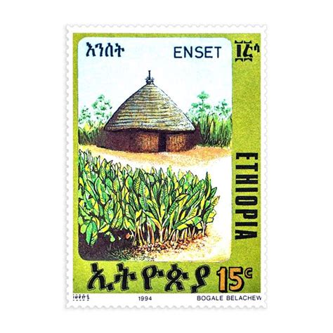 የእንሰት ተክል • Enset Plant Ethiopost