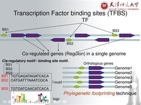 Ppt Motifclick Cis Regulatory K Length Motif S Finding In Cliq Ues Of 2 K 1 M Er S