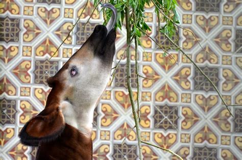 Okapi Eating Stock Image Image Of Grasslands Vegetation 29942793