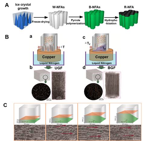 江苏大学刘俊教授团队Carbohyd Polym 综述生物聚合物构建各向异性结构在生物医学中的应用 中国聚合物网科教新闻