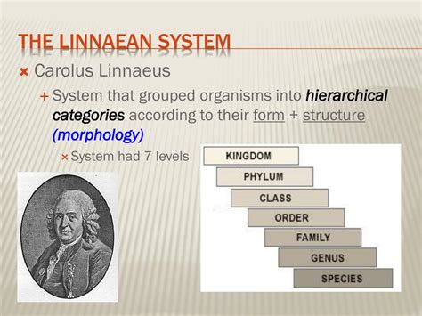 Ppt Chapter 17 Classification Of Organisms Powerpoint Presentation