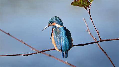 Spitting Out A Regurgitation Ball Birdforum