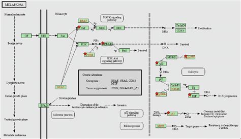 Kegg Pathway Pathways In Cancer Analysis With Predicated Target Genes