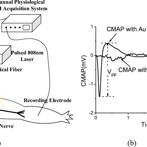 Cmap Recorded From A Bullfrog Sciatic Nerve In Vivo A The Experimental