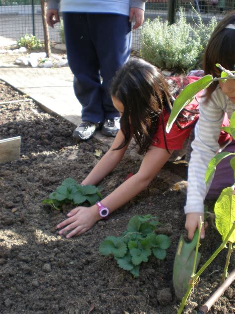 El Huerto ecológico de nuestro Cole A las ricas fresas