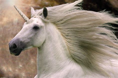 Plakat Bob Langrish Unicorn Gb Eye Sklep Empik Com