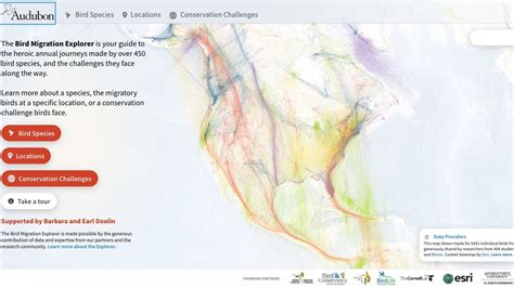 Where Do Birds Go Audubons New Explorer Tool Provides Clearest