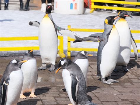 登別マリンパークニクス北海道登別市水族館動物園 北海道Likers