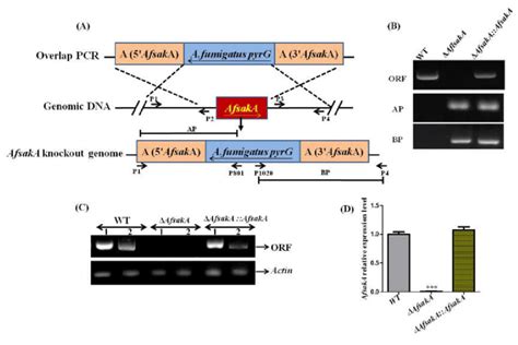 Schematic Illustration Of Afsaka Deletion And Complementation Strains
