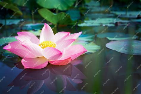 Premium Photo Beautiful Pink Lotus Flower With Green Leaves In Nature