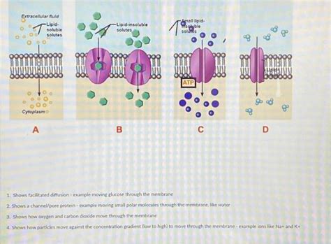 Solved 1 Shows Facilitated Diffusion Example Moving