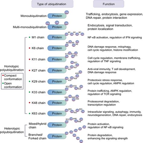 Ubiquitin Linkage Types And Their Roles Ubiquitination Can Occur As