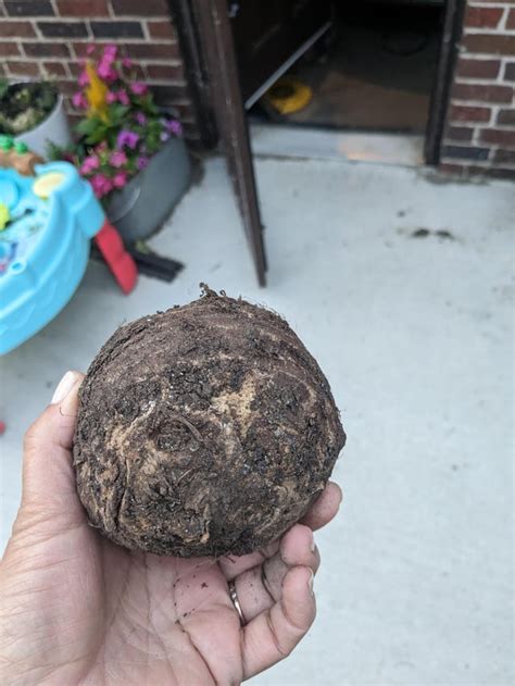 Help With Elephant Ear Bulb Rgardening