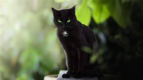 Black Cat 4k Eyes Green Eyes Emerald Green Cat Hd Wallpaper