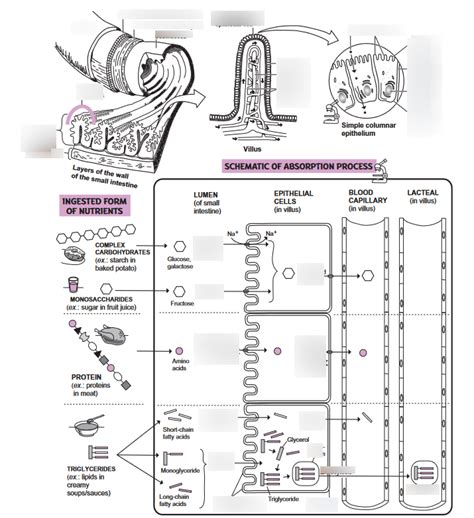 Figure Schematic Process Of Absorption Diagram Quizlet