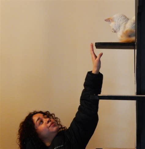 Cats Coffee And Community Lazy Cat Lounge Opens In Downtown Lowell