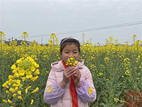 C视频丨踏春、赏花、放风筝与广安区这片500亩油菜花海来一场春日的邂逅四川在线