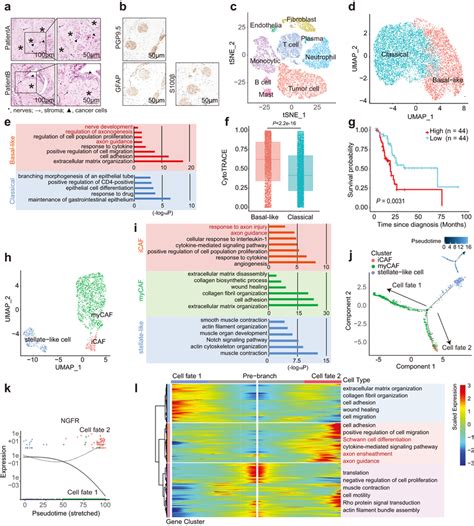 single cell analysis reveals the heterogeneity of tumor cells and cafs