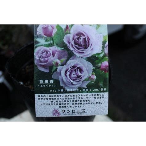 バラ苗（バラ大苗） 河本バラ園 夜来香（イエライシャン）5号超ロングポット Barakouieraib15 森農園ネットショップ