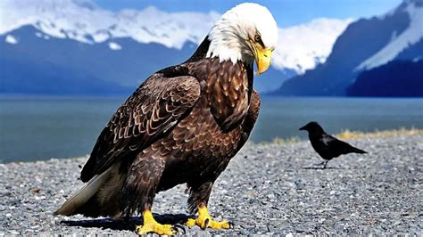 Habitat Del Aguila Calva Y Su Distribución En Norteamérica