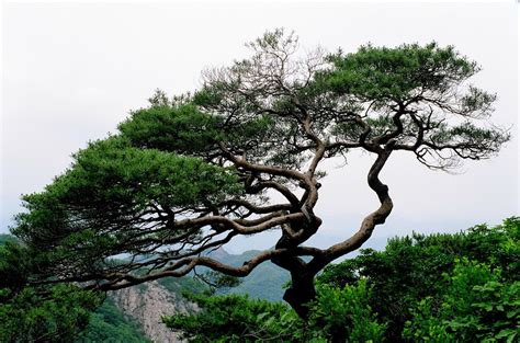 대둔산 바위1 1
