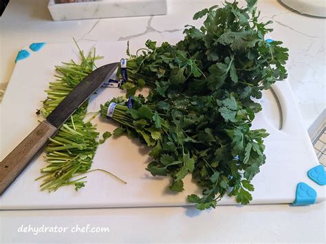 How To Dehydrate Cilantro Dehydrating Cilantro A Step By Step Guide