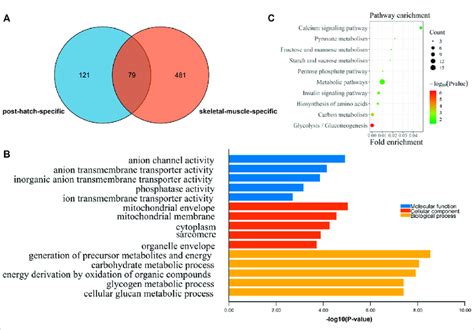 Functional Enrichment Analysis Of Postnatal Muscle Specific Highly Download Scientific Diagram