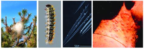 Pine Tree Pinus Nigra With A Nest Of The Pine Processionary Moth Download Scientific Diagram