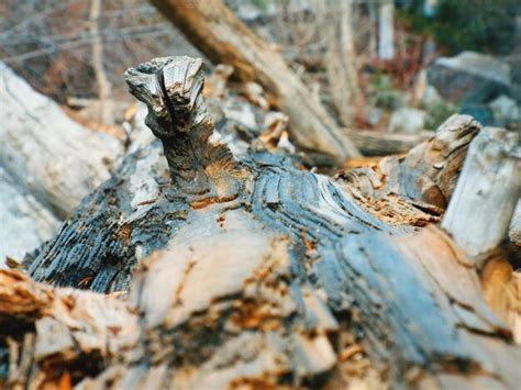 Page 13 Tree Kill Images Free Download On Freepik