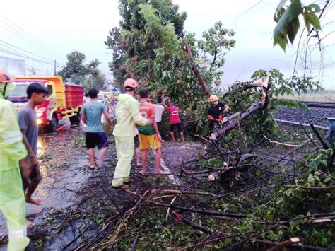 Pohon Tumbang Di Jalan Nasional Akibat Angin Kencang