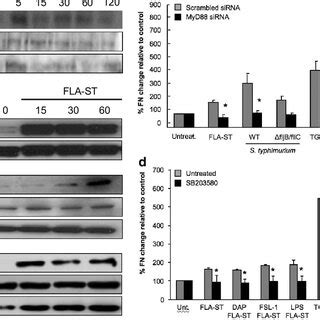 Signaling Pathways Involved In ECM Secretion Induced By Flagellin In