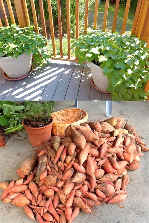 20 Best Vegetables For Container Gardening A Piece Of Rainbow