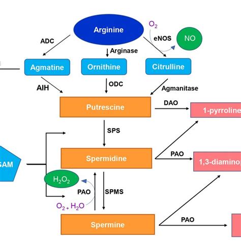 Polyamines Pas Biosynthesis And Catabolism In Plants The First Step