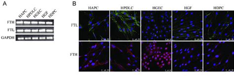 Expression Of Fth And Ftl In Human Primary Cells Isolated From