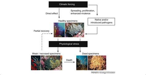 Synthetic View Of The Combined Action Of Climate Forcing And Pathogens