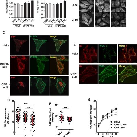 Acat Protein Enzyme Activity And Rna Expression In Mouse Brains A Download Scientific