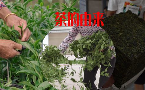 茶叶到底怎么制作的好茶的制作过程 哔哩哔哩 bilibili