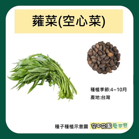 【台灣出貨 電子發票】蕹菜 空心菜 種子 新桃園一號 菜籽 水耕 滿額免運 空中花園藝世界 蝦皮購物