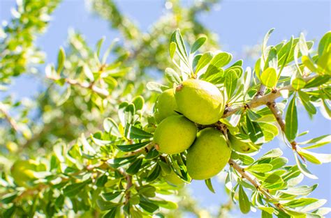 Extracción del aceite de argán, una tradición milenaria - Kaf Cosméticos