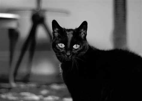 Ang Itim Na Pusa Itim Puti