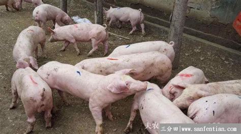 连翘属于什么植物类型 三分田