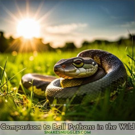 Can Ball Pythons Live Together Facts Safety Tips